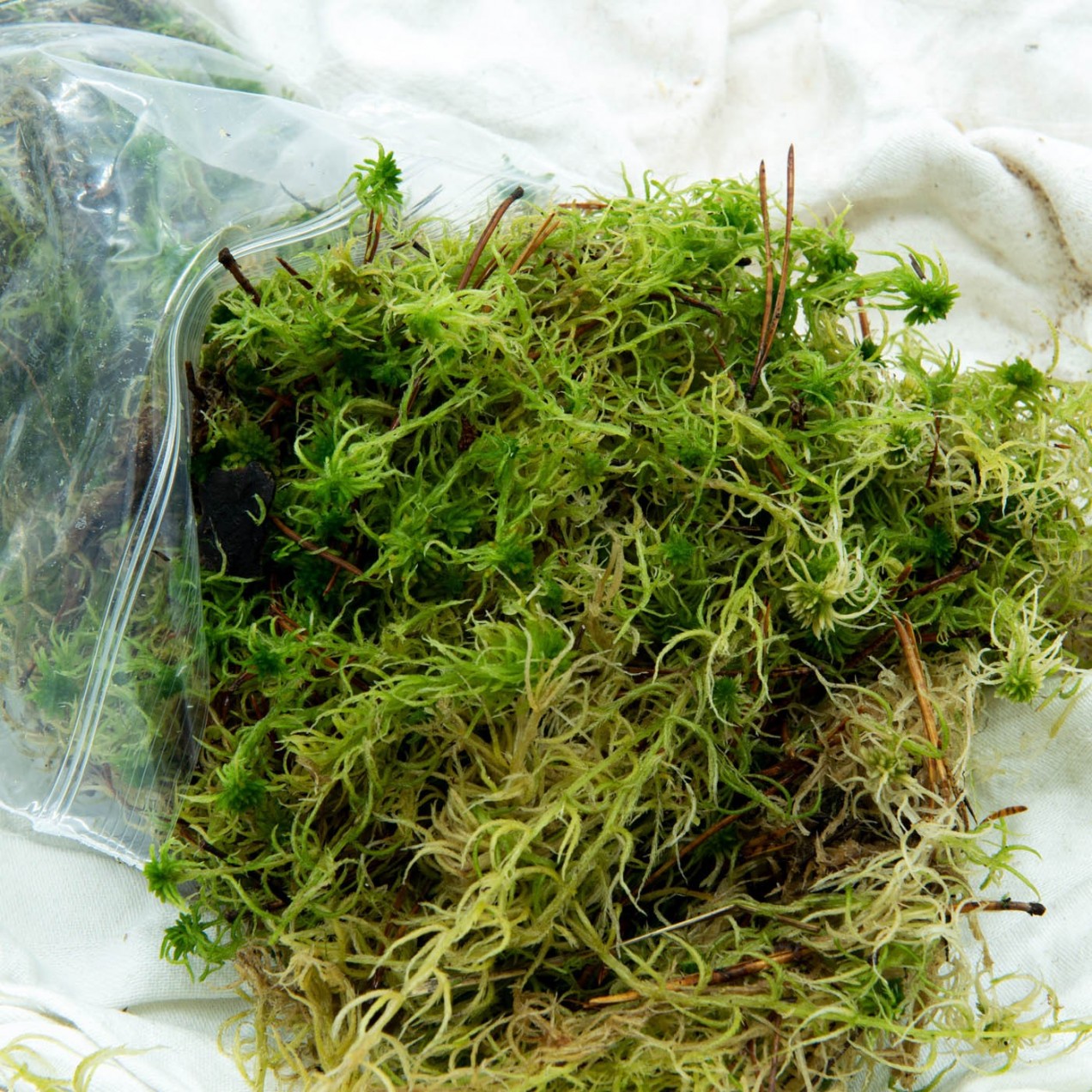 musgo sphagnum