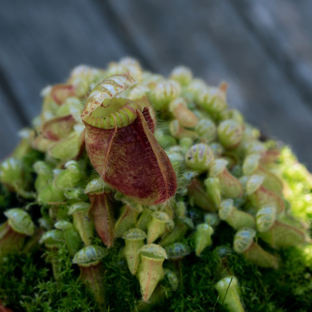 cephalotus follicularis