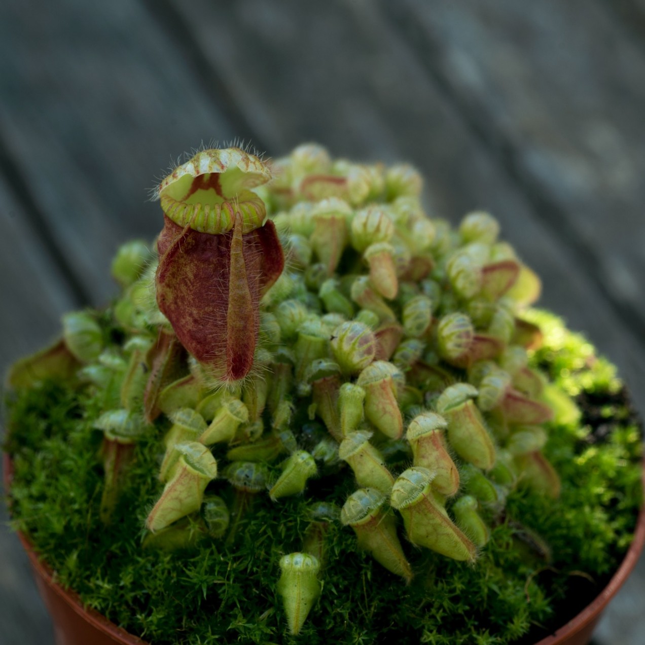 cephalotus follicularis