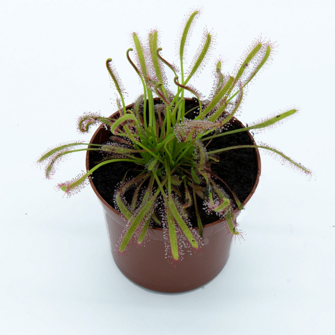 drosera capensis