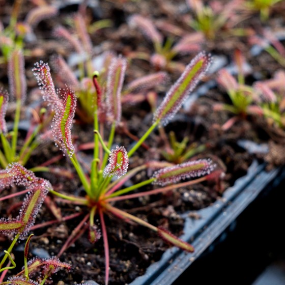 Drosera