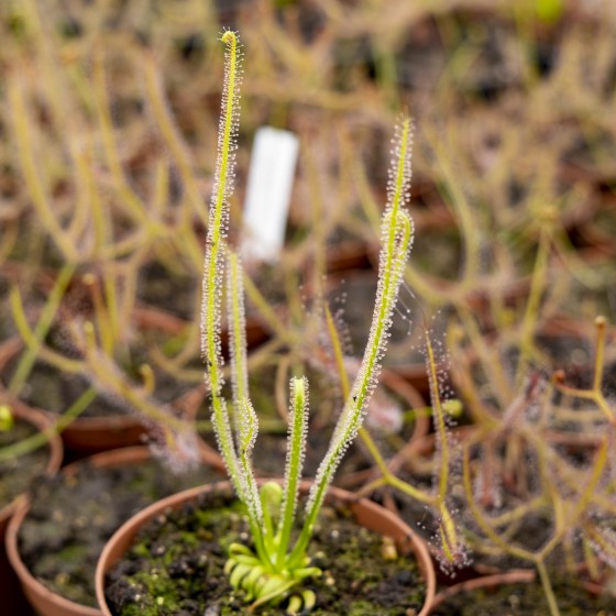 Drosera