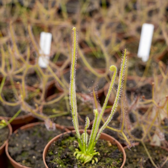 Drosera