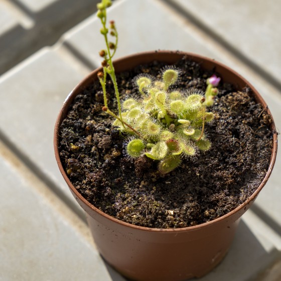 Carnivorasland - Venta de plantas carnivoras Online