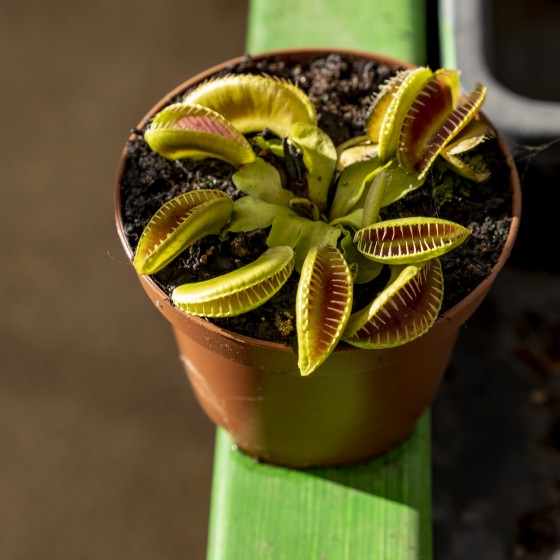 Dionaea muscipula