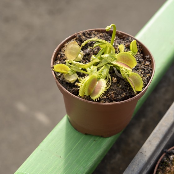 Dionaea muscipula