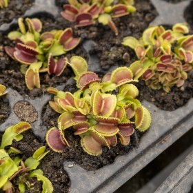 Dionaea muscipula