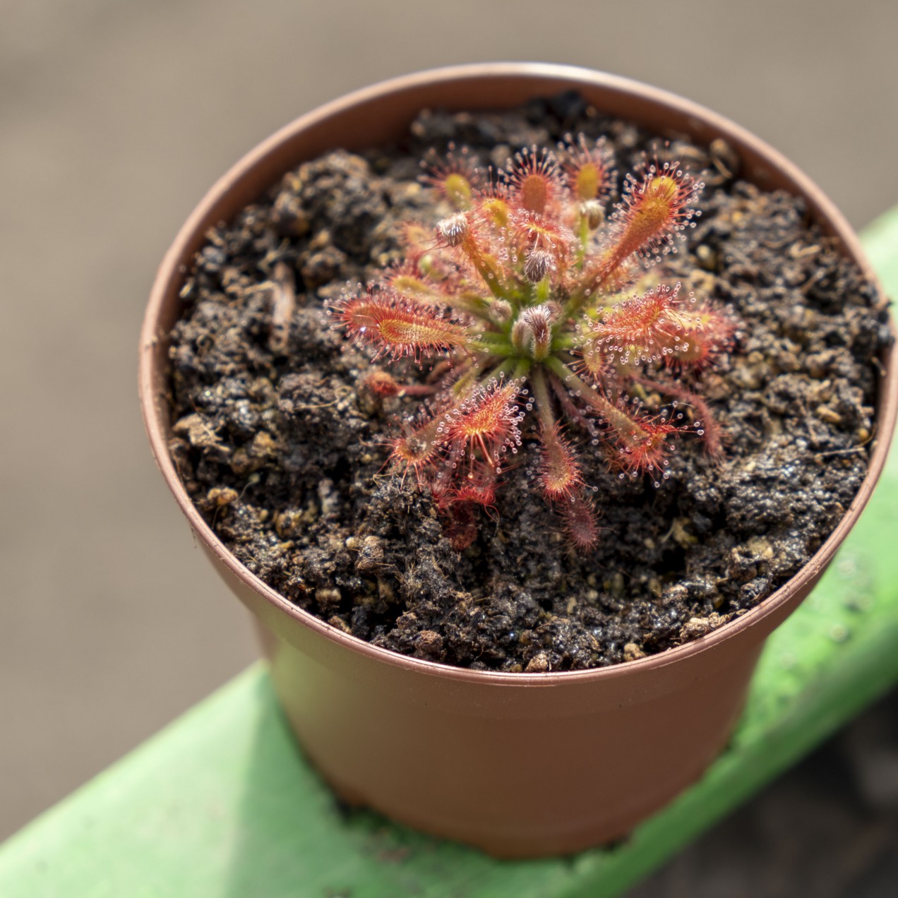 Drosera neocaledonica
